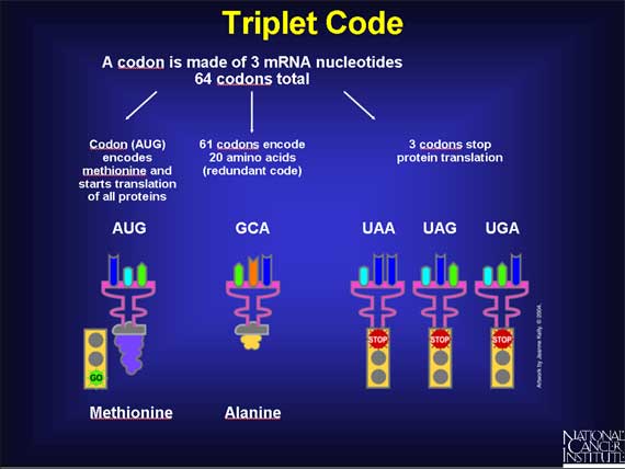 Nucleotid triplets :: biomedivine_